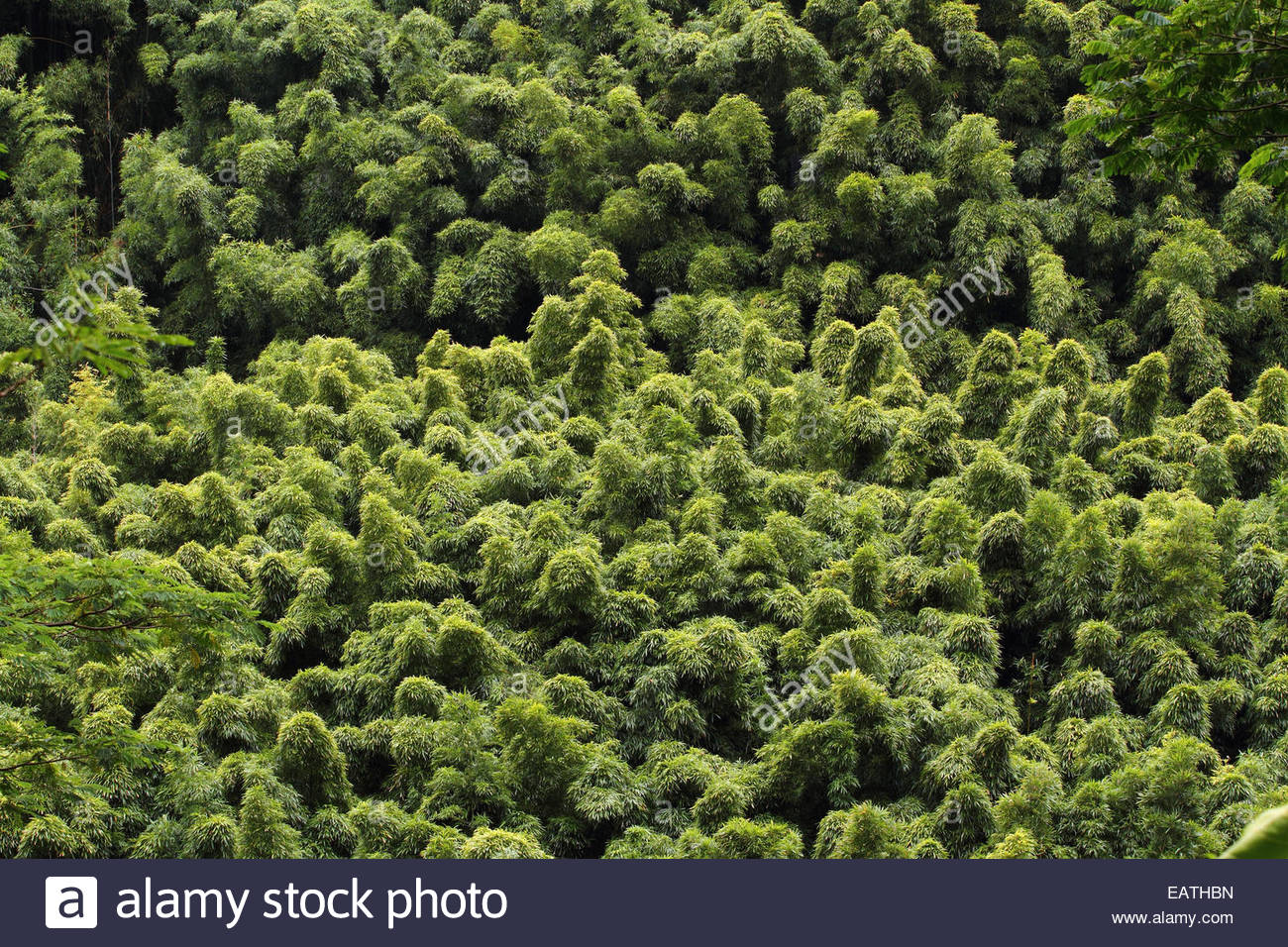 Bamboo Forest Aerial Stock Photos & Bamboo Forest Aerial Stock Images ... Bamboo Forest Aerial Stock Photos & Bamboo Forest Aerial Stock Images ...