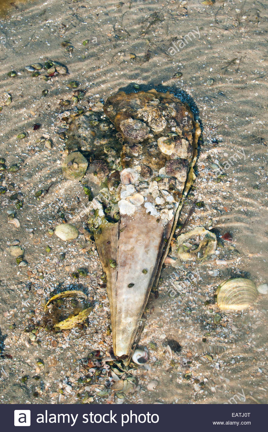 Callo Stock Photos & Callo Stock Images - Alamy