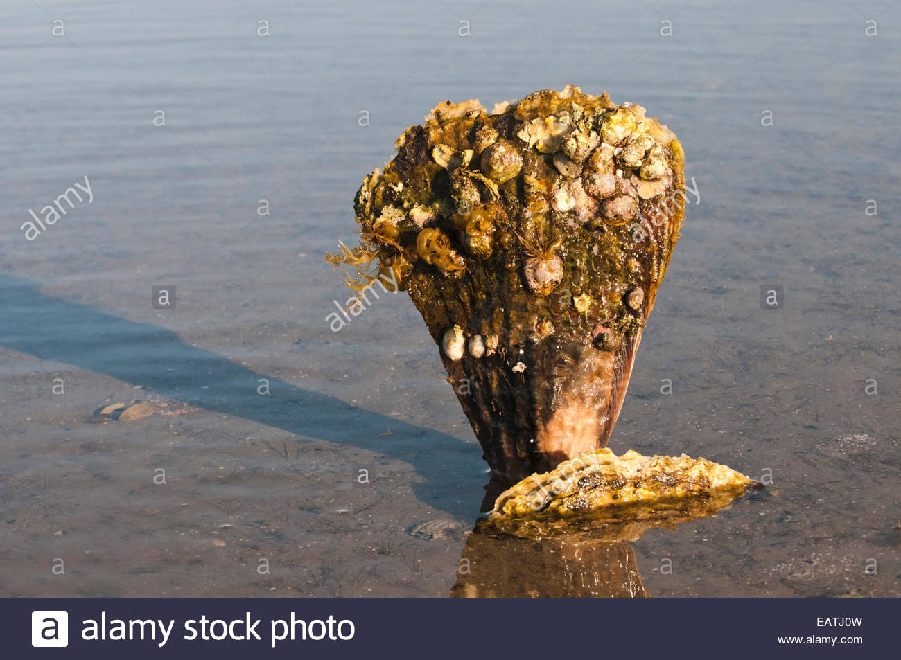 Fan Mussel Stock Photos & Fan Mussel Stock Images - Alamy