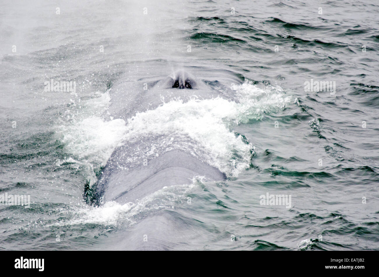 Blue Whale Spraying Water