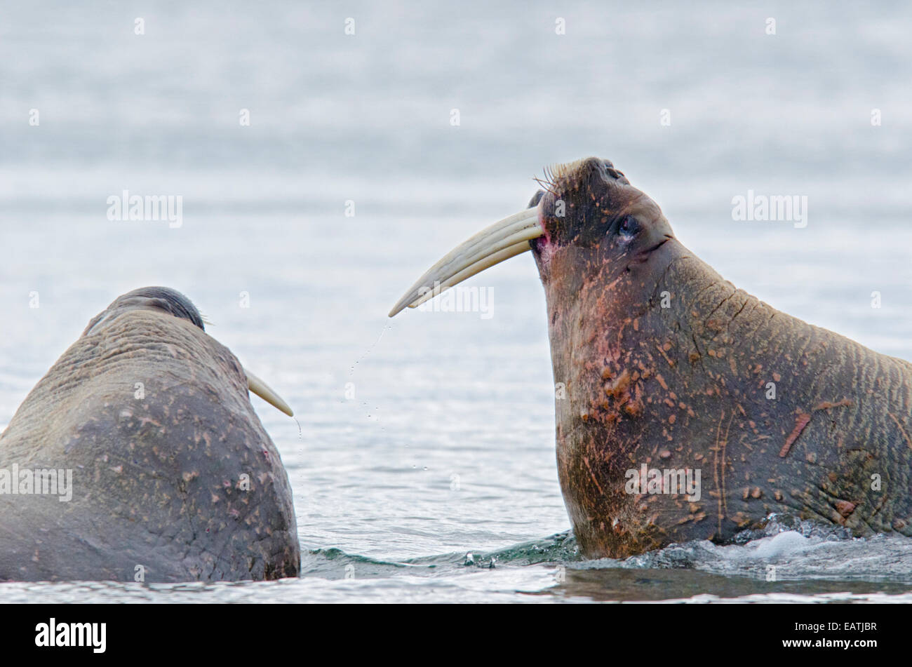 Two walrus hi-res stock photography and images - Alamy