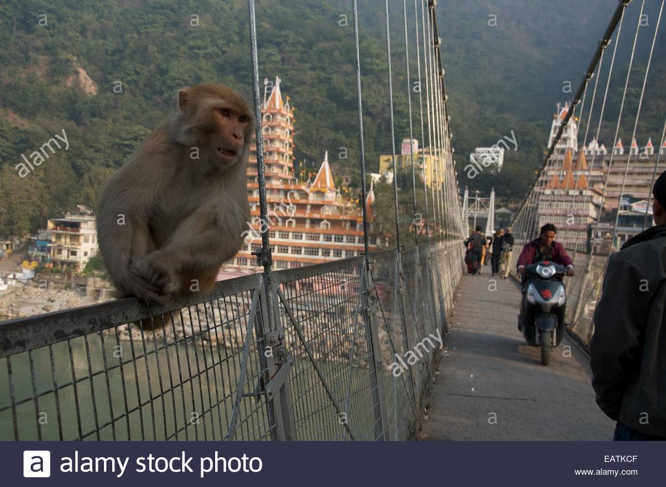 Monkey Bridge Stock Photos & Monkey Bridge Stock Images - Alamy