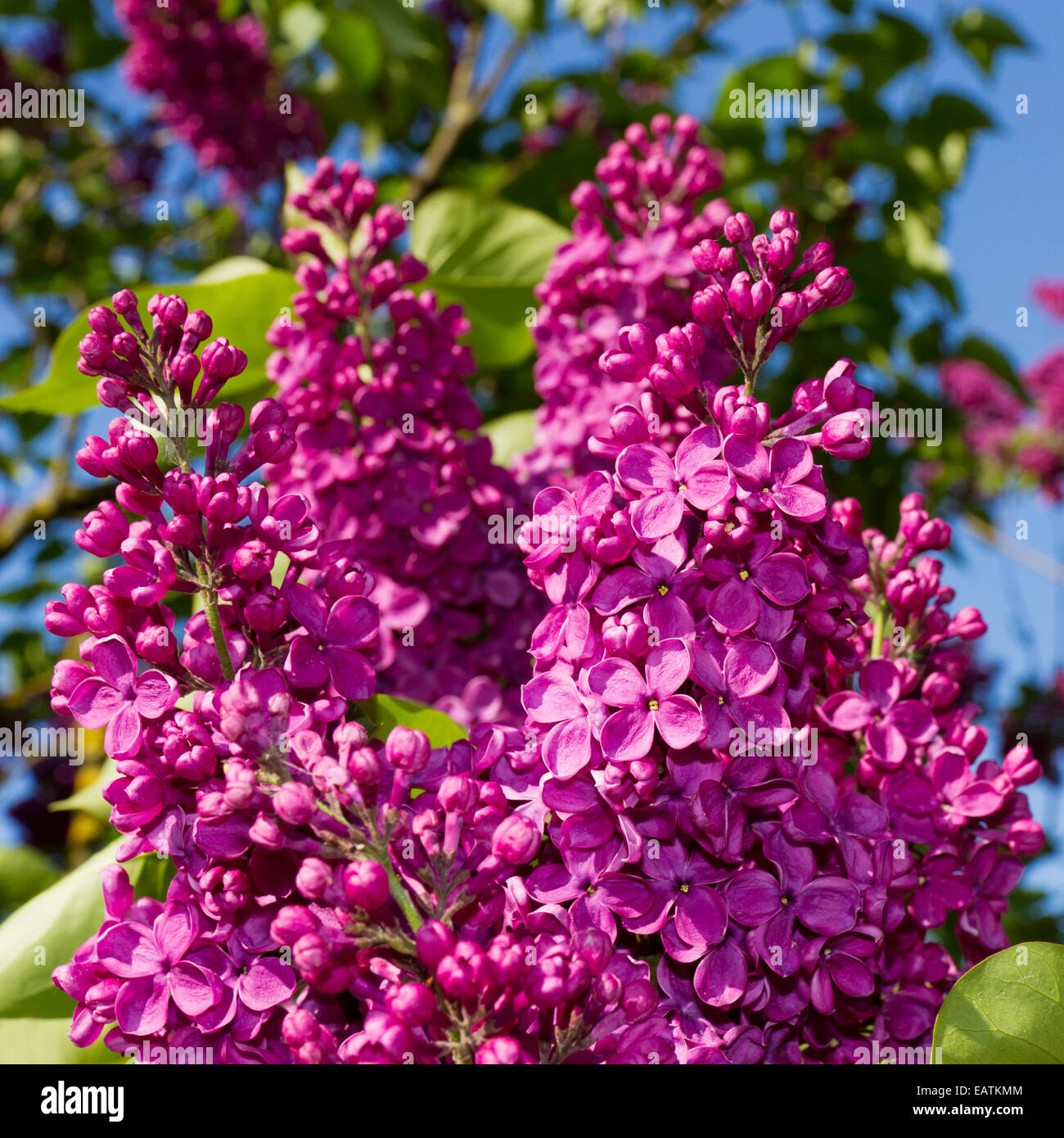 bunch of lilac flower Stock Photo - Alamy