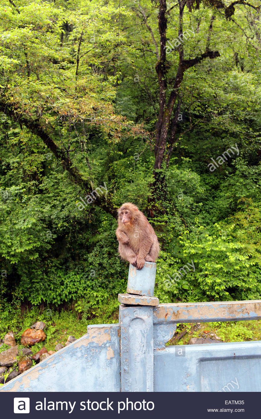 Monkey Bridge Stock Photos & Monkey Bridge Stock Images - Alamy