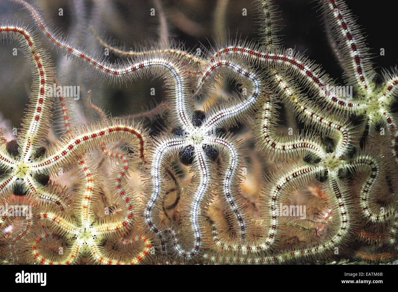 Ophiothrix hi-res stock photography and images - Alamy