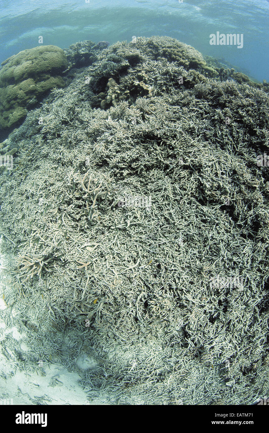 Dead coral hi-res stock photography and images - Alamy