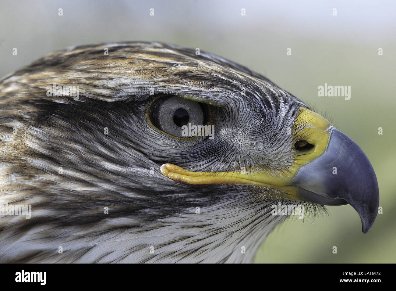Hawk profile hi-res stock photography and images - Alamy