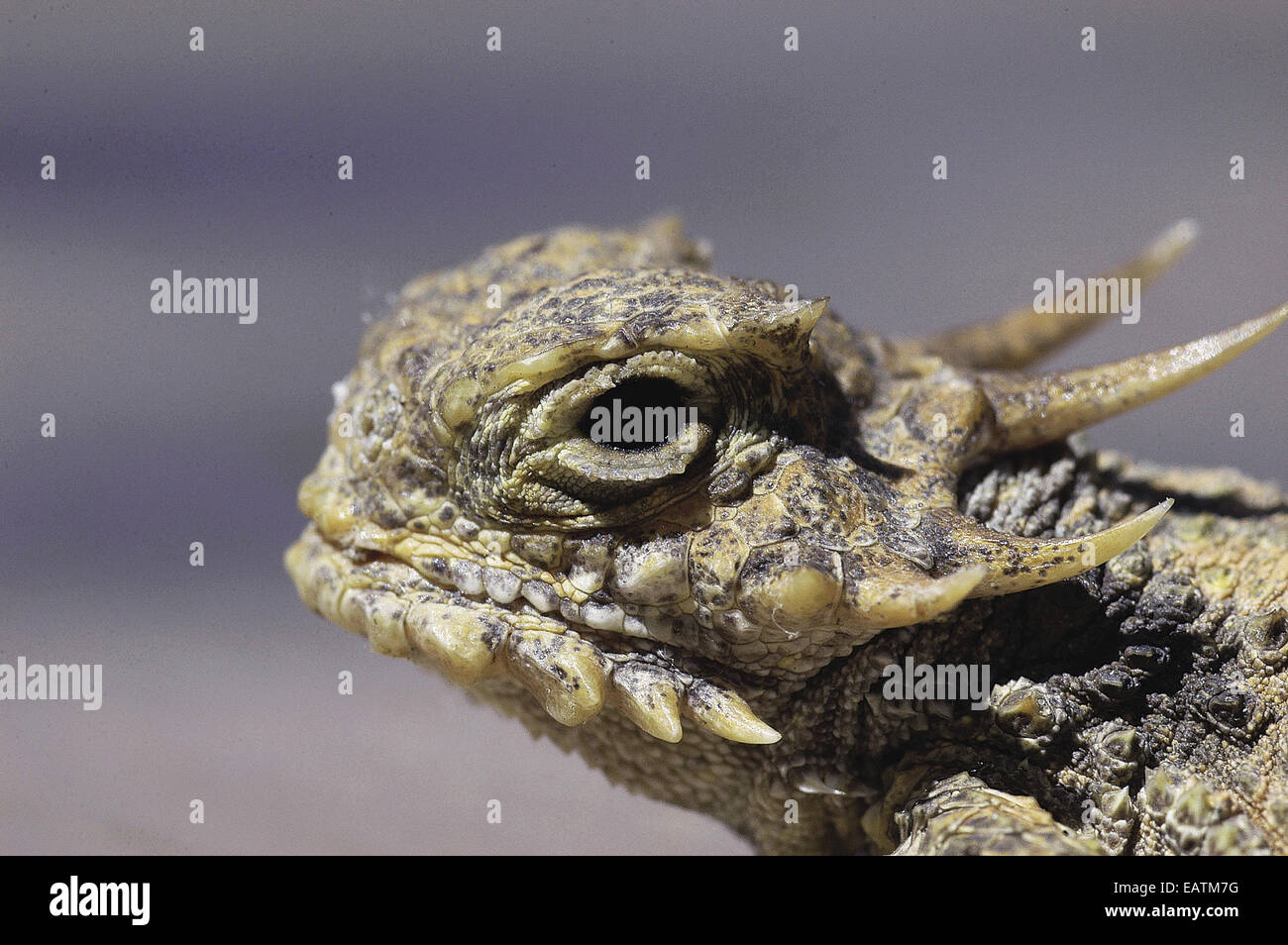 Flat lizards hi-res stock photography and images - Alamy