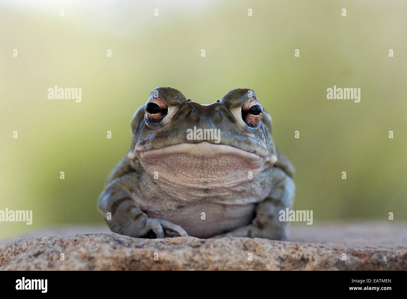 Portrait of a Sonoran desert toad, Bufo alvarius Stock Photo - Alamy