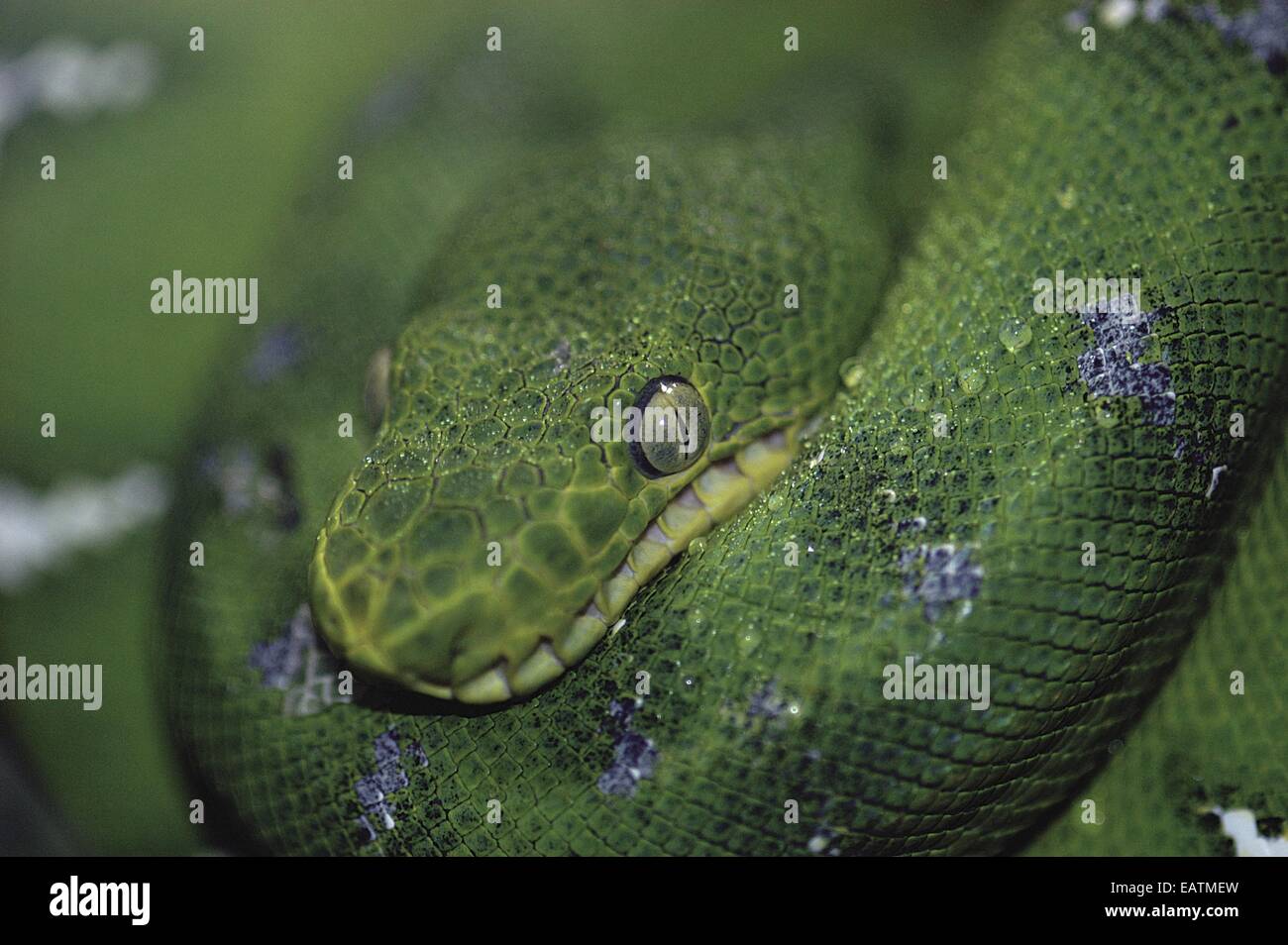 Emerald green boa constrictor coiled hi-res stock photography and ...