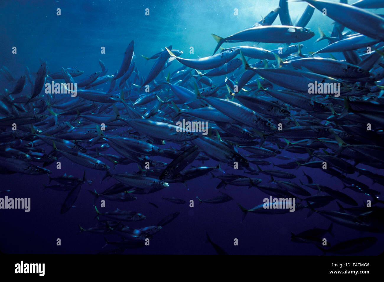 Retropinna retropinna hi-res stock photography and images - Alamy