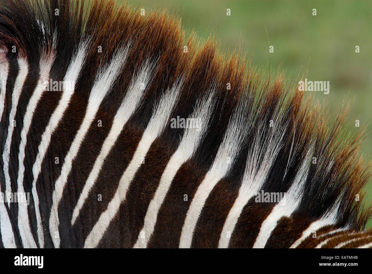 The mane of a common zebra hi-res stock photography and images - Alamy