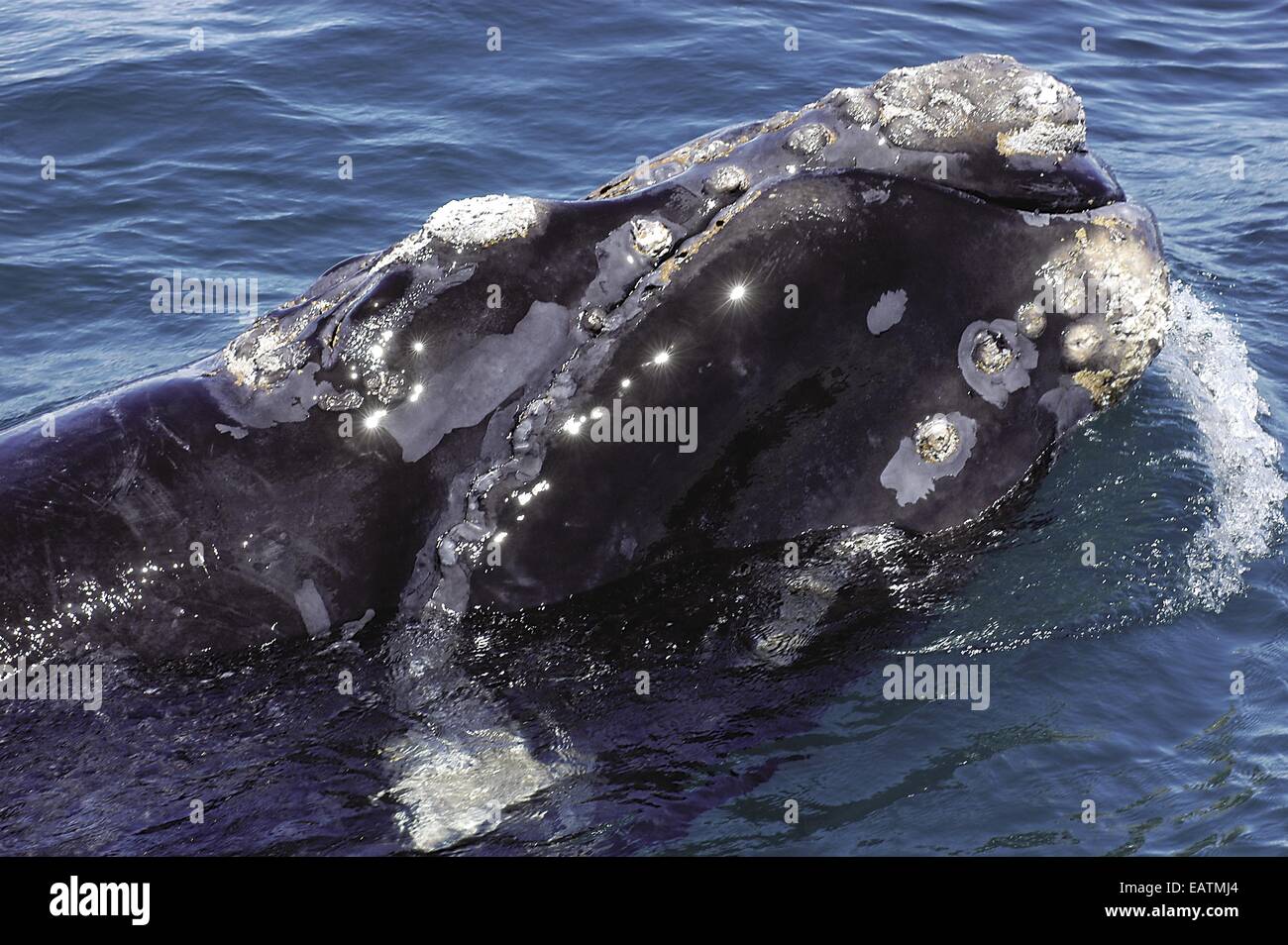 A southern right whale, Eubalaena australis Stock Photo - Alamy