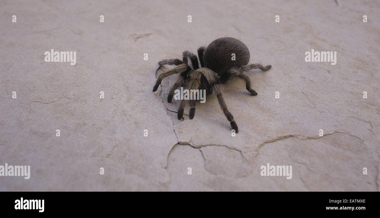 A desert blond tarantula, Aphonopelma chalcodes Stock Photo - Alamy