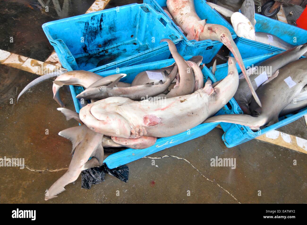 Dead sharks at the fish market in Kota Kinabulu, capital of Sabah Stock ...