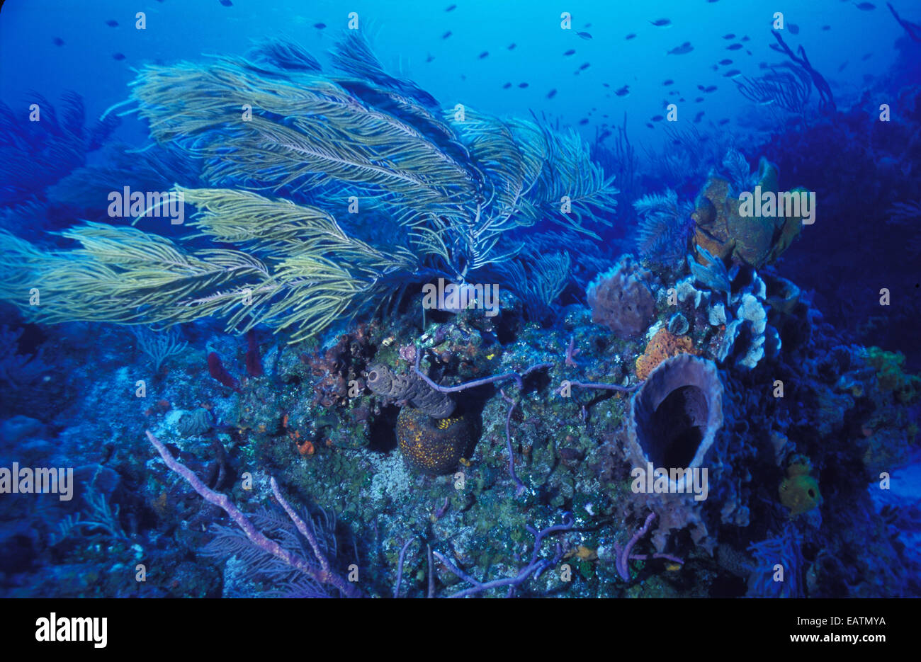 Gorgonian sponges on a healthy Caribbean reef Stock Photo - Alamy