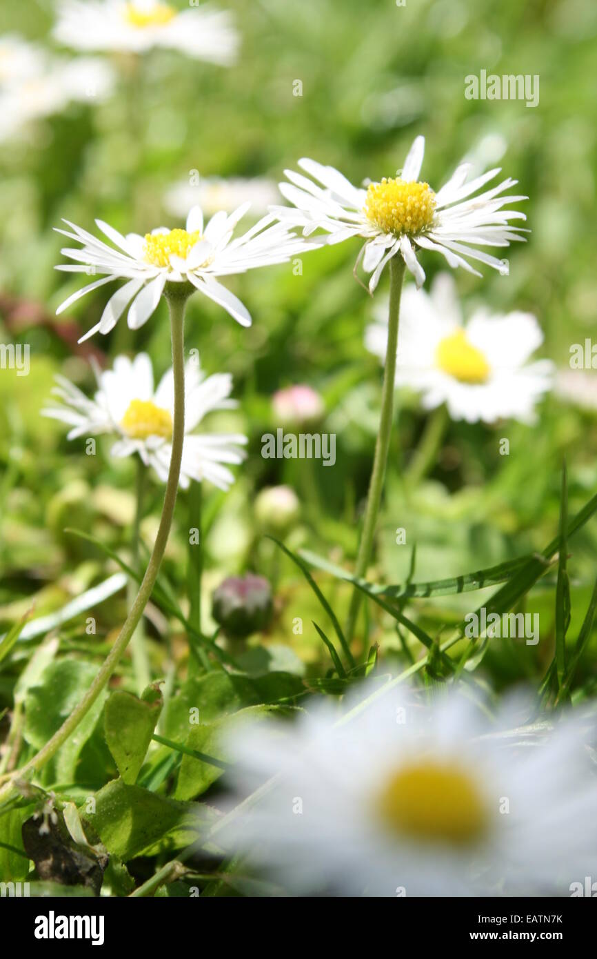 Dainty daisies hi-res stock photography and images - Alamy