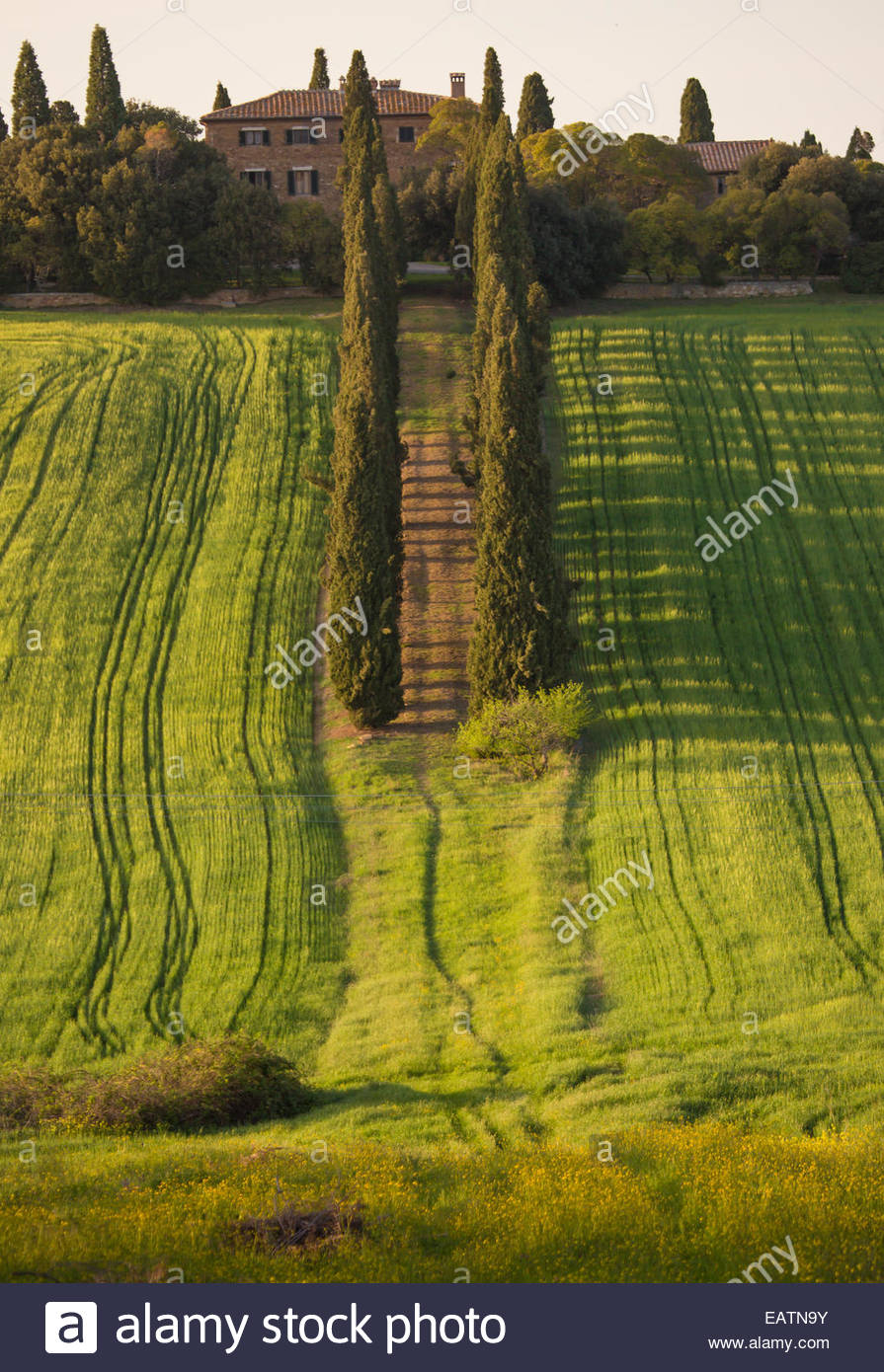 A long view of a Tuscan hillside estate surrounded by wheat fields ...