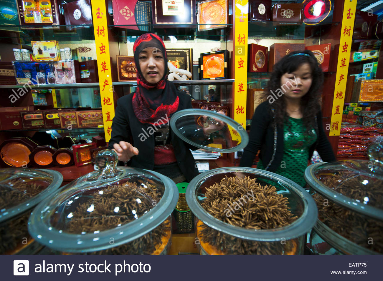 Ophiocordyceps Sinensis High Resolution Stock Photography and Images ...