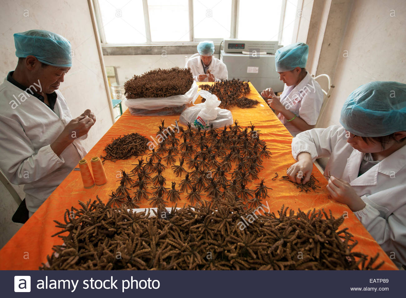 Ophiocordyceps Stock Photos & Ophiocordyceps Stock Images - Alamy