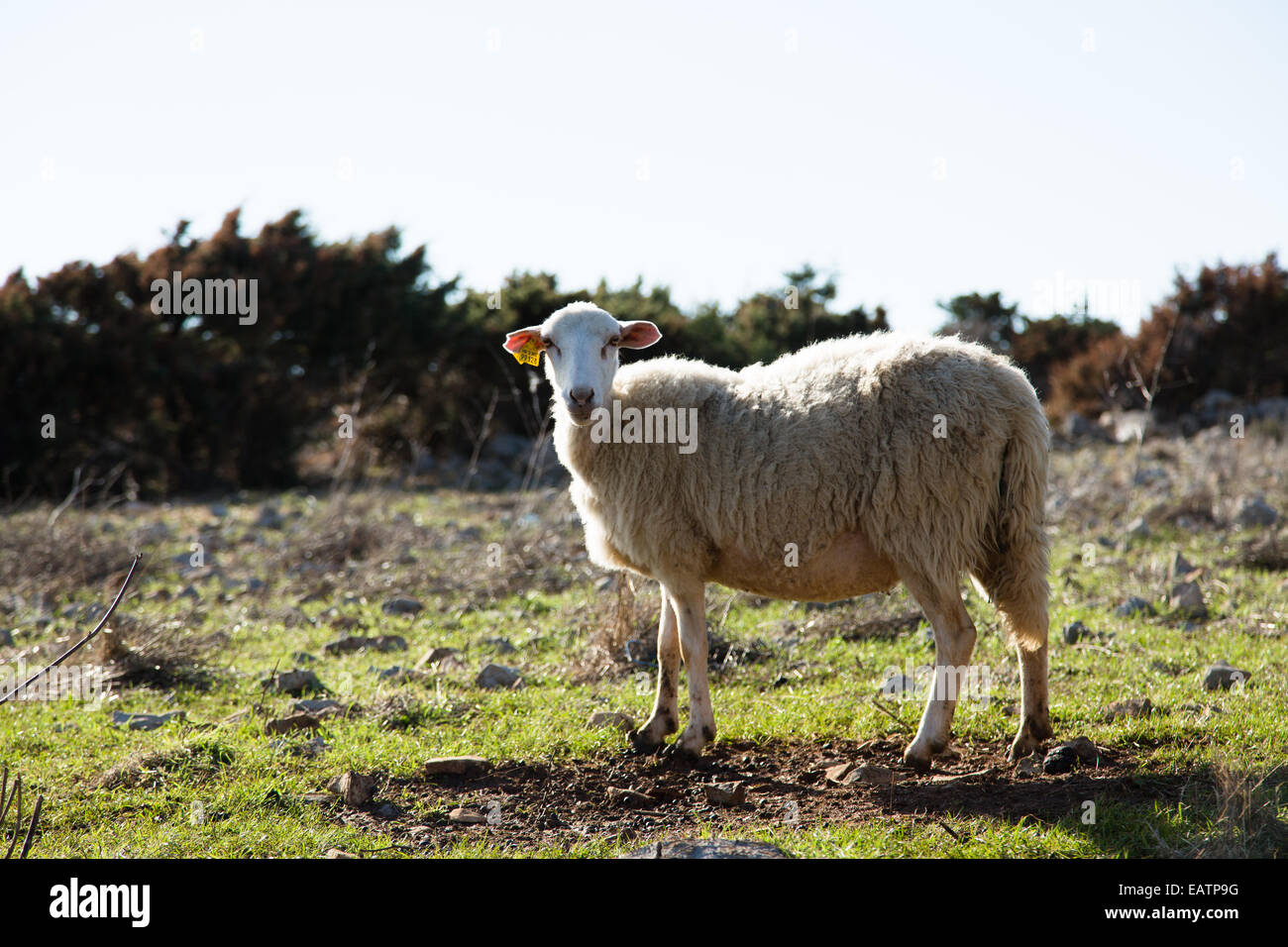 Green pag hi-res stock photography and images - Alamy