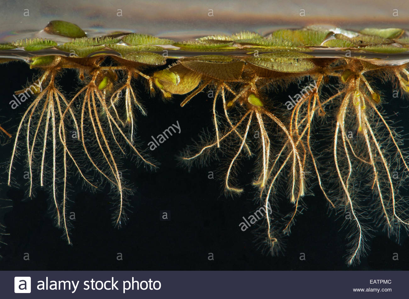 Water Fern Salvinia Stock Photos & Water Fern Salvinia Stock Images - Alamy