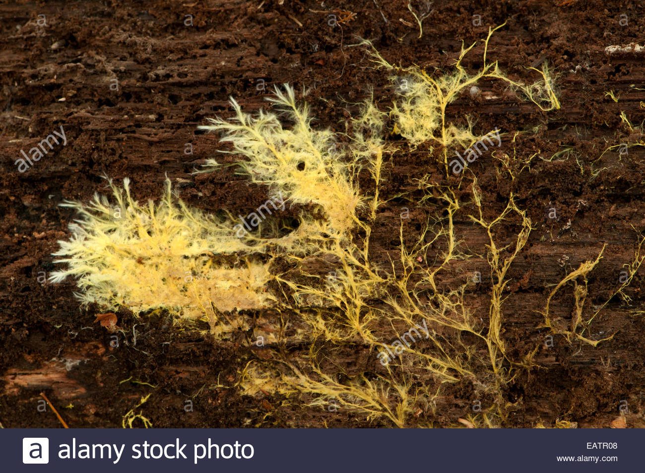 Hyphae Fungus Stock Photos & Hyphae Fungus Stock Images - Alamy