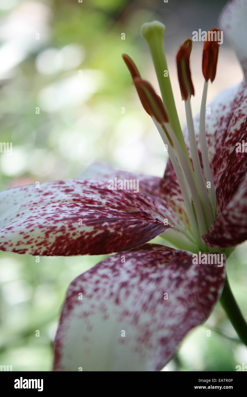 Plant with tiger leaves hi-res stock photography and images - Alamy