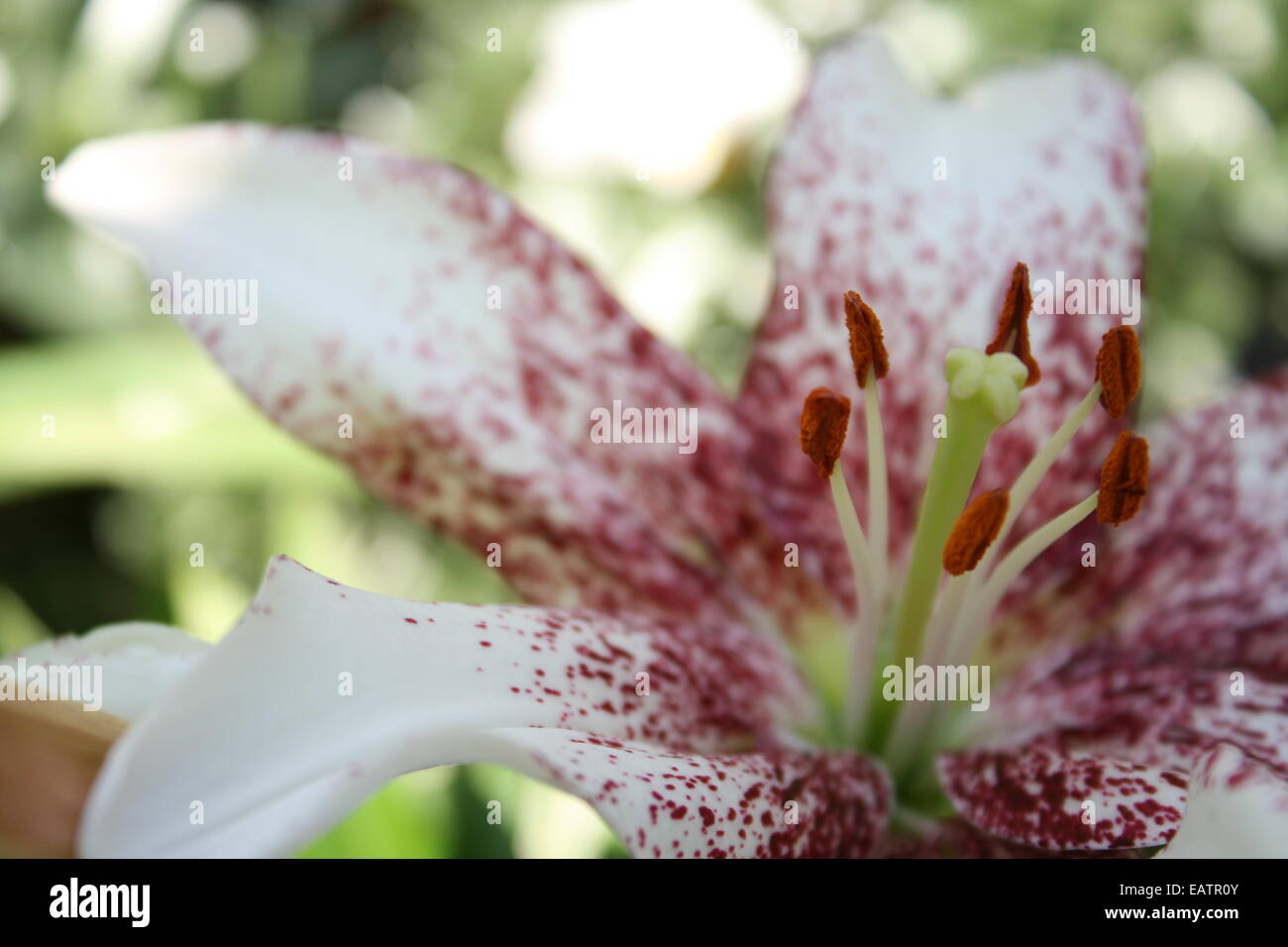 Tiger lilly leaf hi-res stock photography and images - Alamy