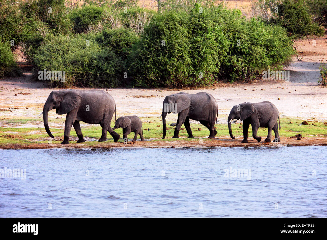 A family of African elephants walk in line right to left by a river ...