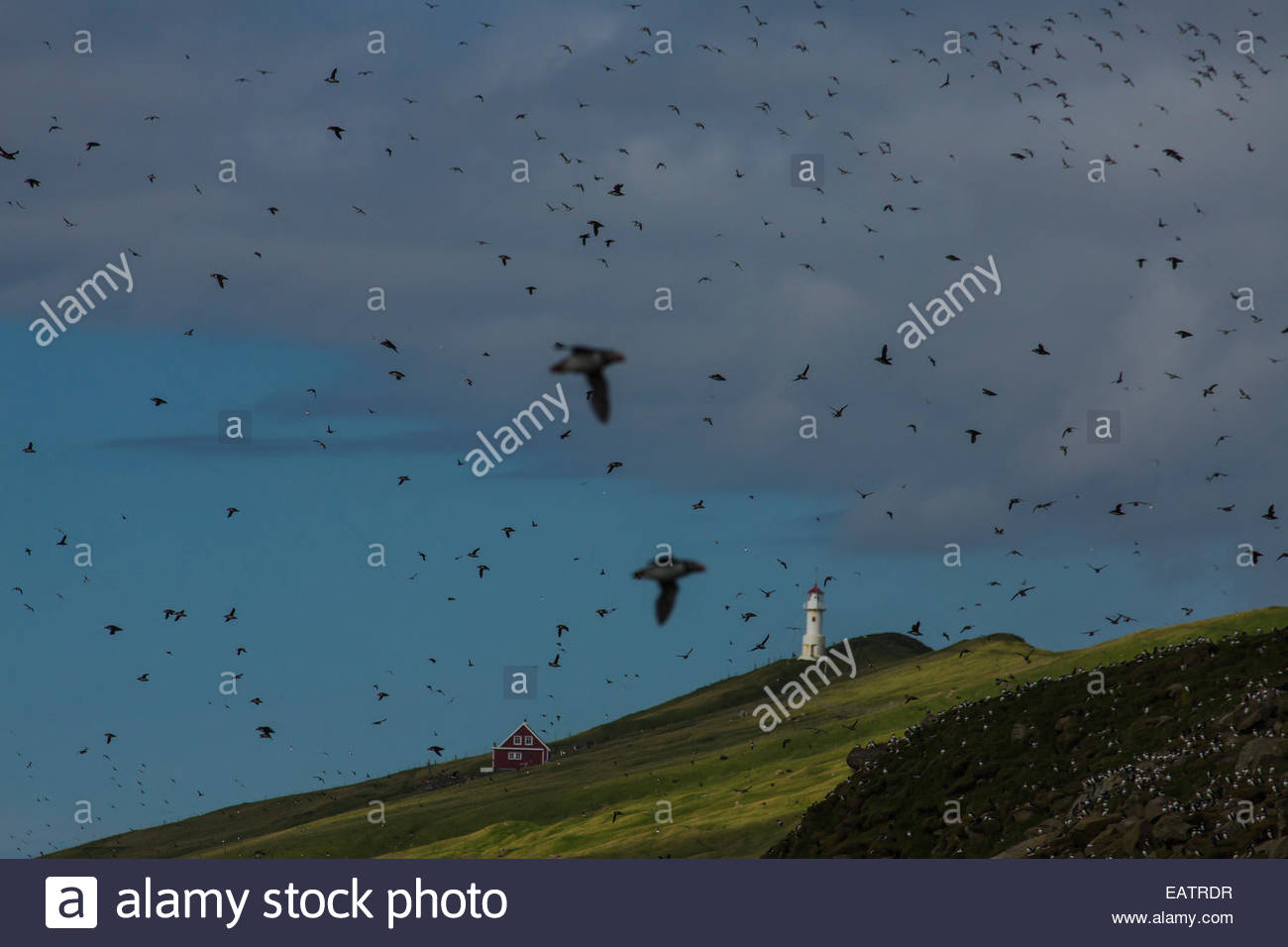 A flock of Atlantic puffins flies above a remote lighthouse Stock Photo ...