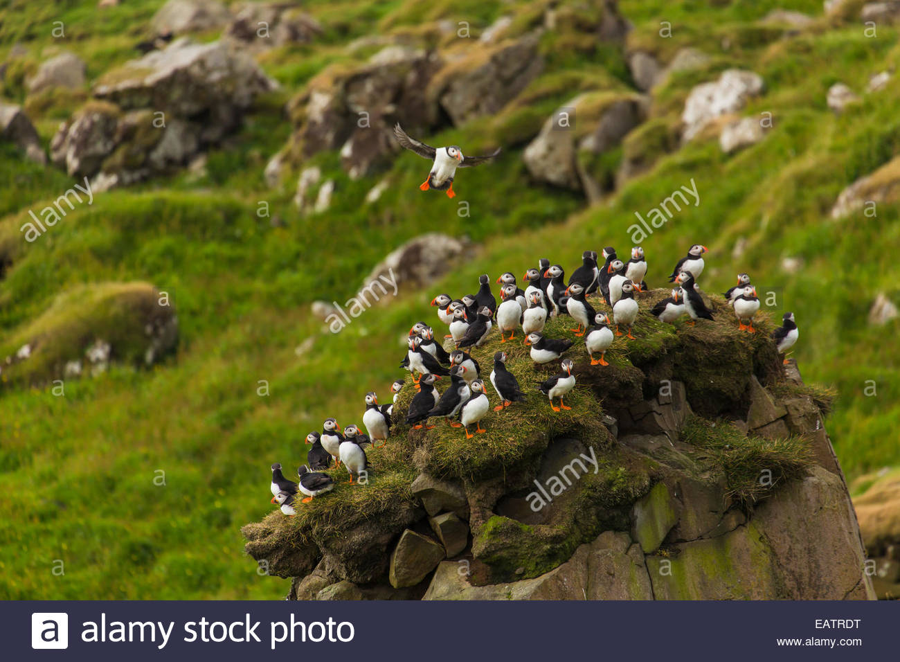 A flock of Atlantic puffins perch on a cliff Stock Photo - Alamy