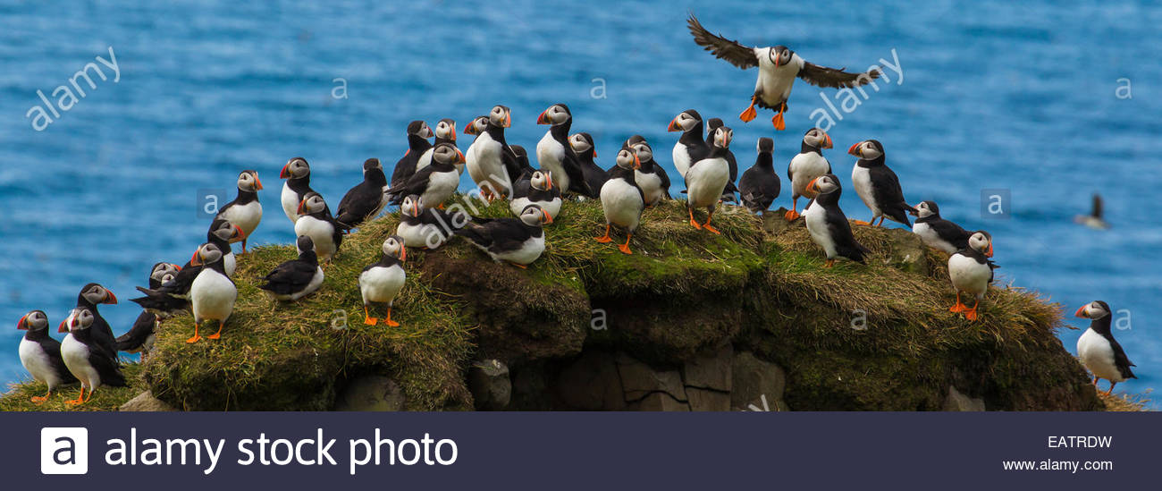 A flock of Atlantic puffins perch on a seaside cliff Stock Photo - Alamy