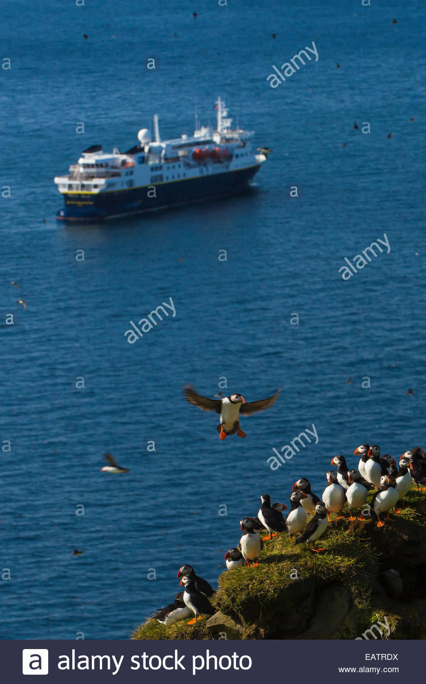 A cruise ship in the distance of a flock of Atlantic puffins Stock ...