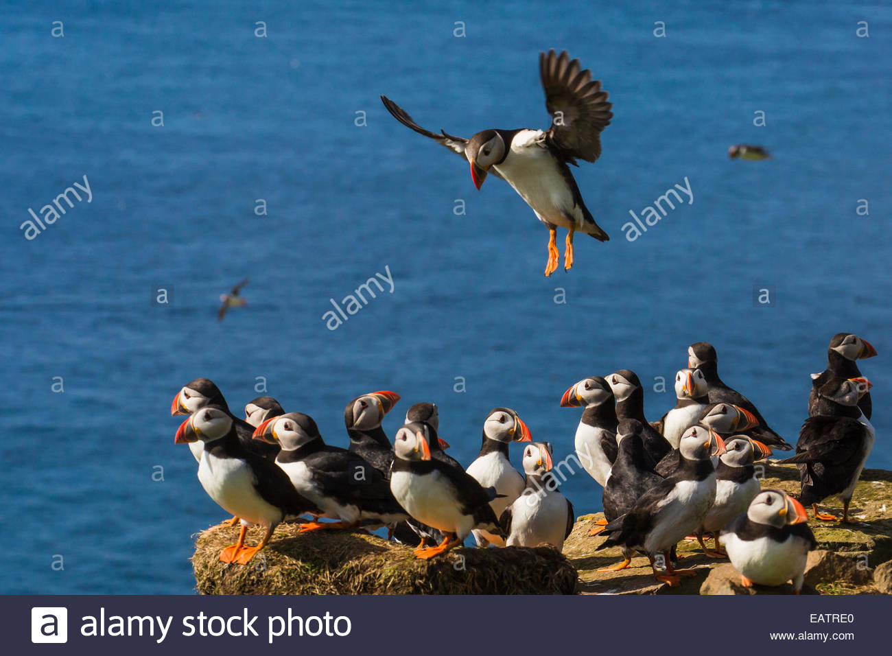 An Atlantic puffin approaches a flock on a cliff Stock Photo - Alamy