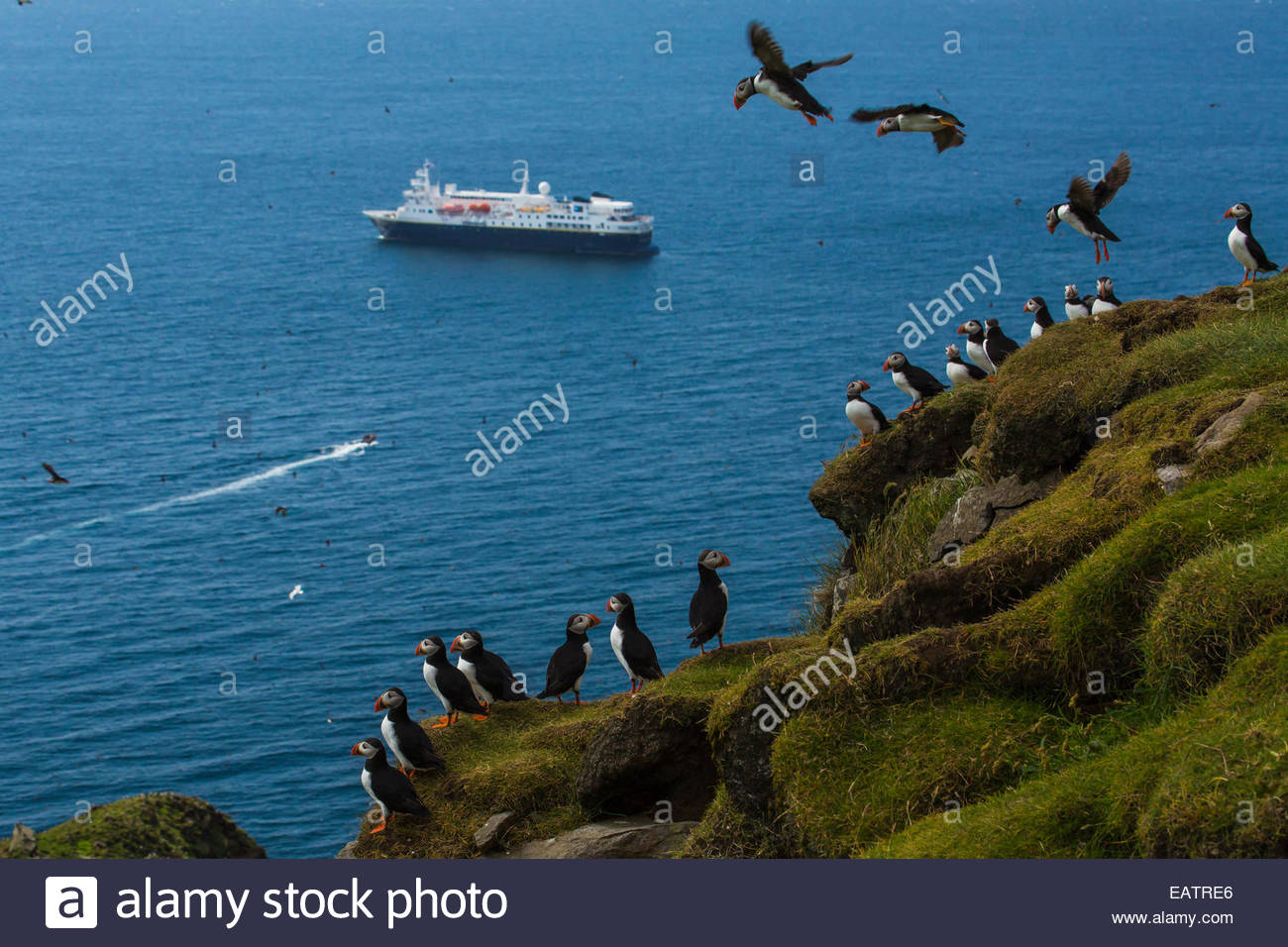 Large group atlantic puffins hi-res stock photography and images - Alamy