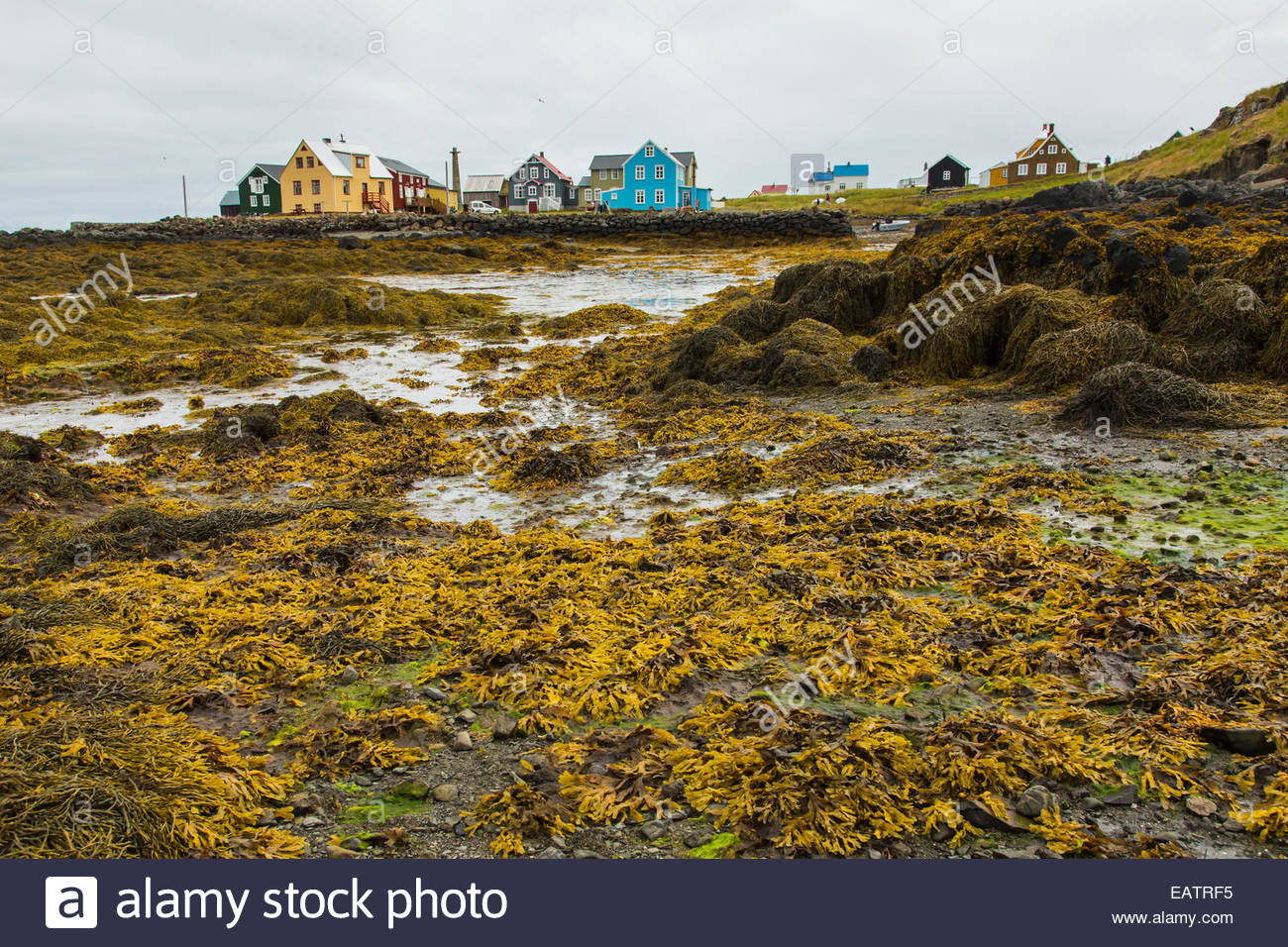 Low tide forms pools amid rockweed outside of a village Stock Photo - Alamy