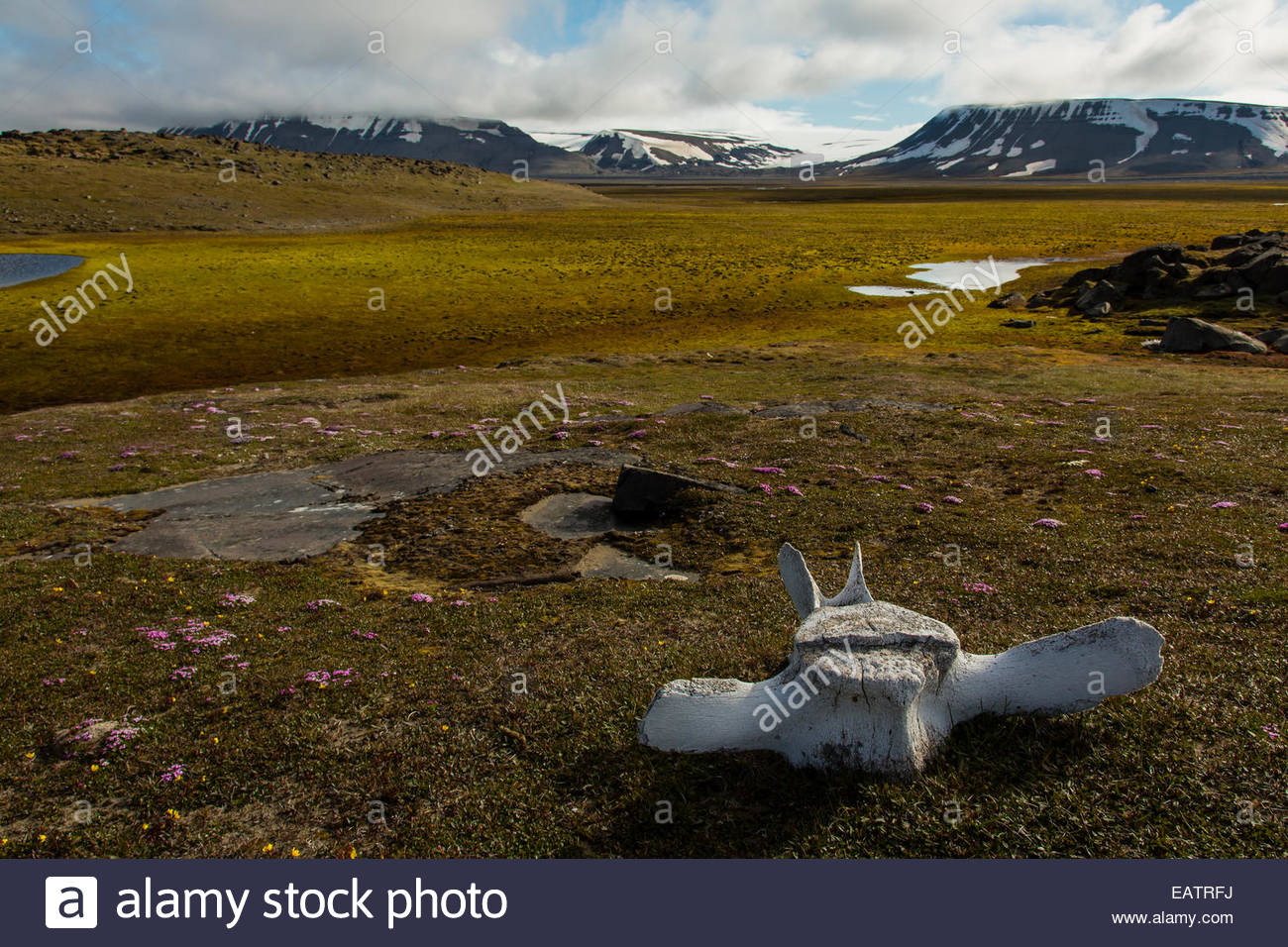 A bowhead whale vertebrae on the empty tundra Stock Photo - Alamy