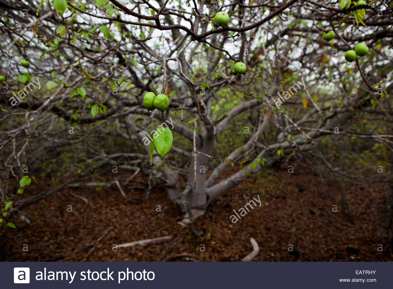 Manchineel Tree Stock Photos & Manchineel Tree Stock Images - Alamy