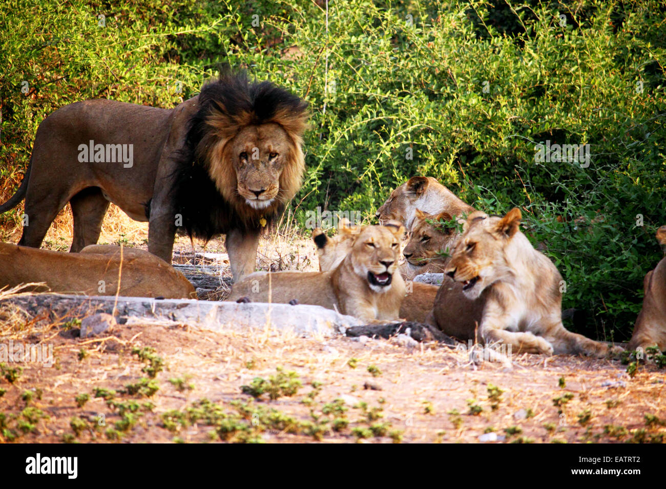 A large male lion and four females in the African bush Stock Photo - Alamy