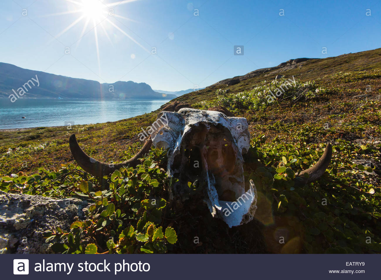 Close up of a musk ox skull in a grassy field Stock Photo - Alamy