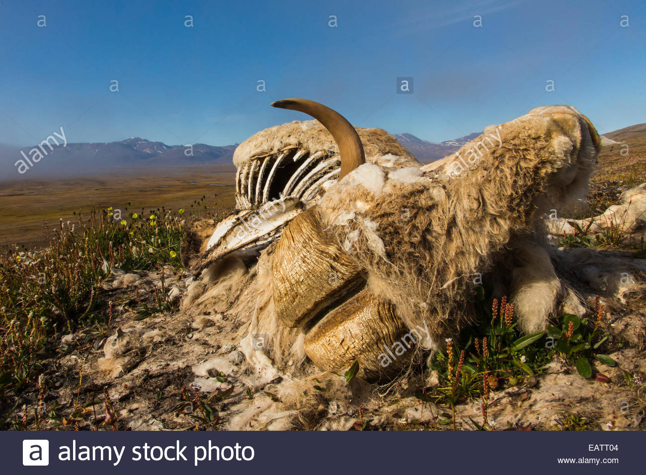 Close up of the remains of a musk ox, dead from starvation Stock Photo ...