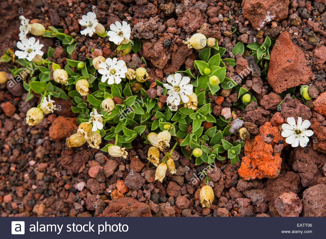 View of white flowers growing from volcanic rock Stock Photo - Alamy