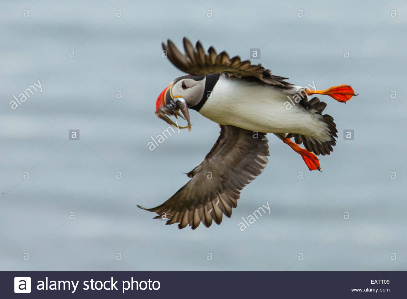 An Atlantic puffin flies with a few sand eels in its mouth Stock Photo ...