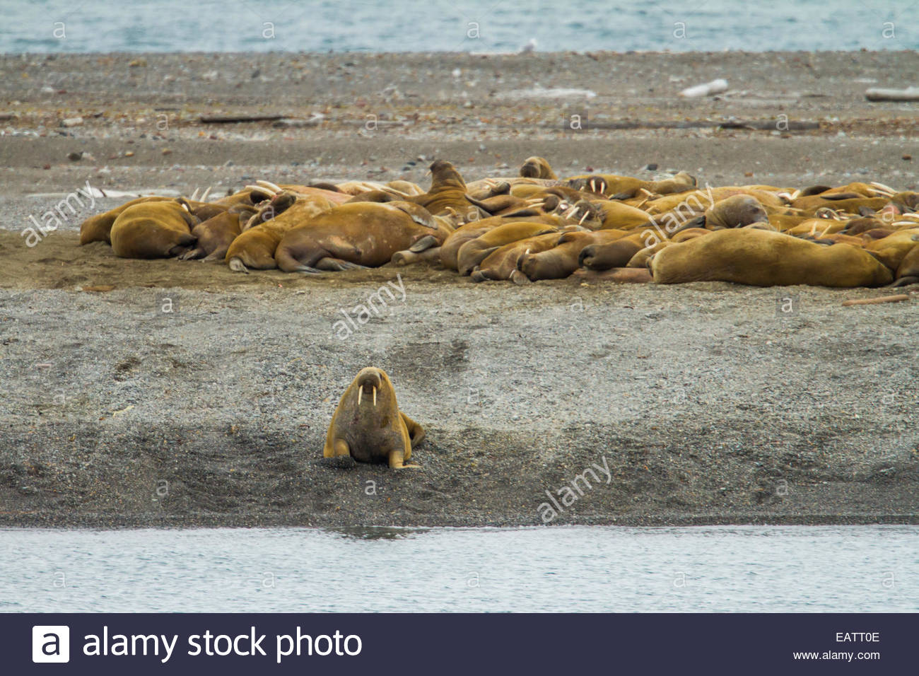 A group of Atlantic walrus relax on a beach Stock Photo - Alamy