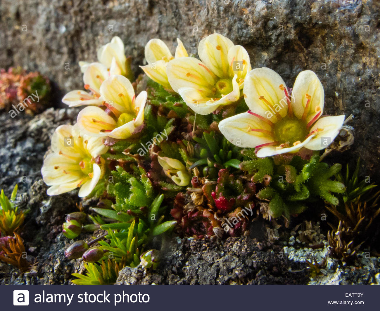 A cluster of hi-res stock photography and images - Alamy