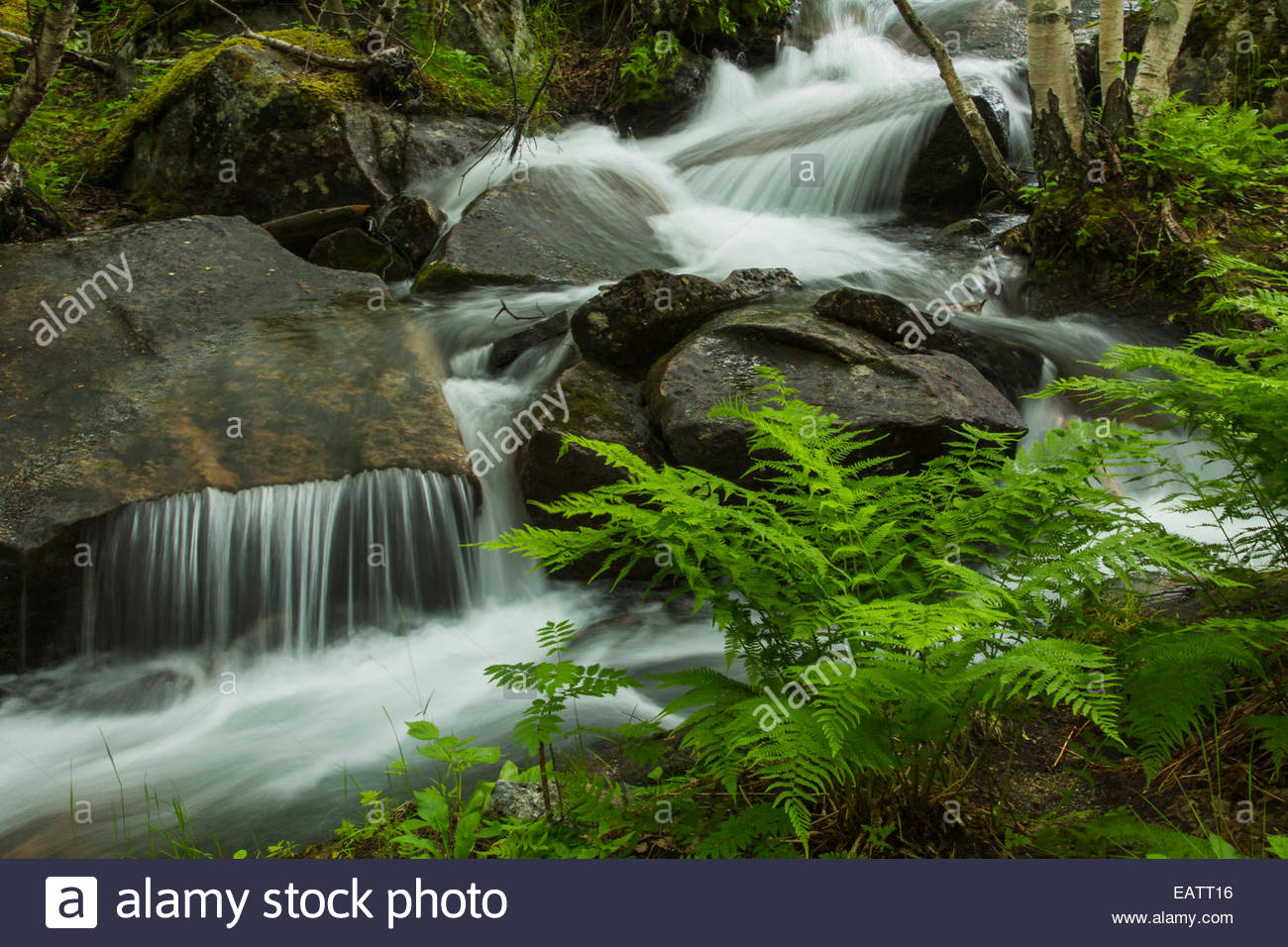 A waterfall cascades over rocks and through ferns Stock Photo - Alamy