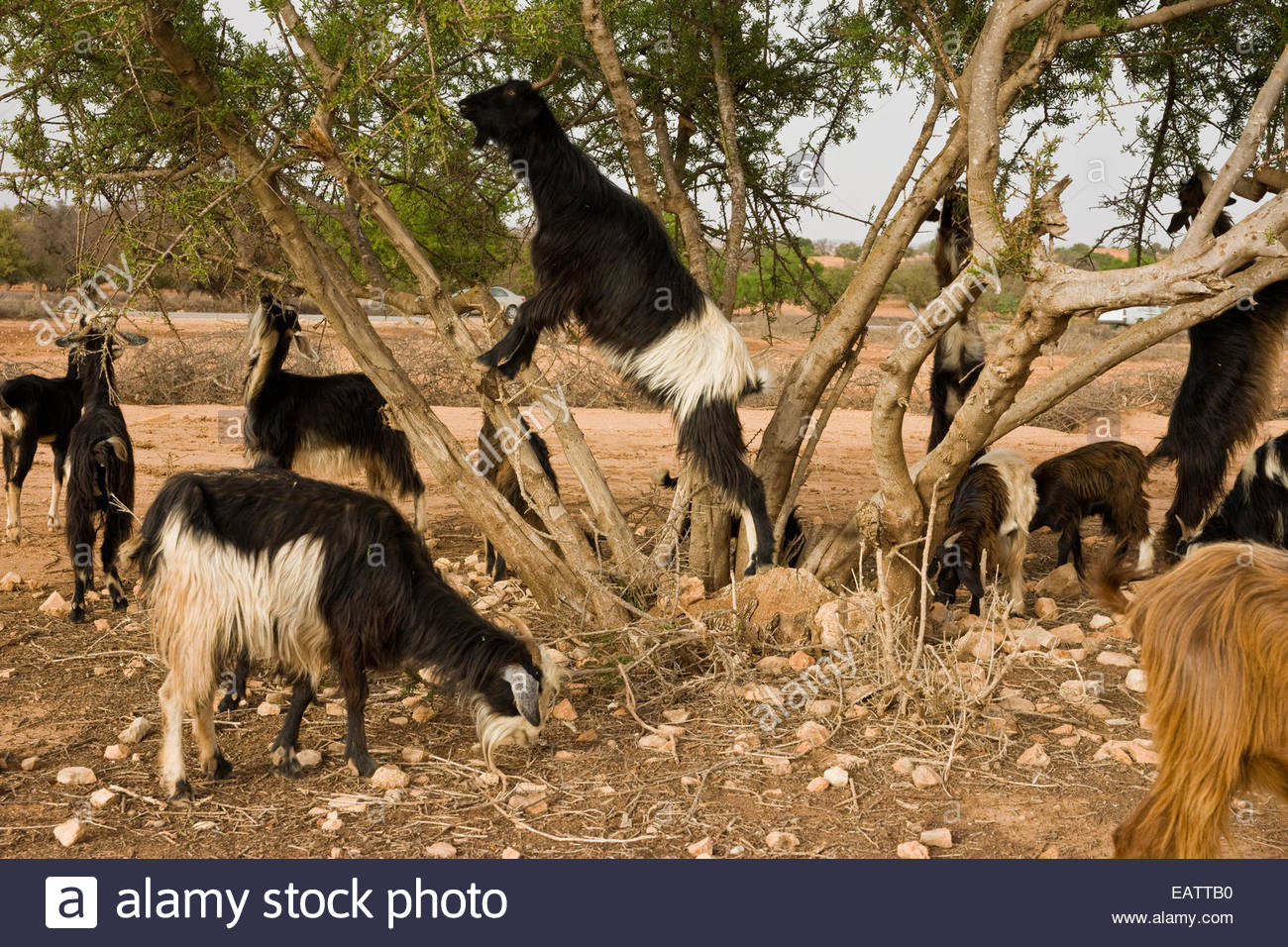 Goats Eating Argan Nuts High Resolution Stock Photography and Images ...