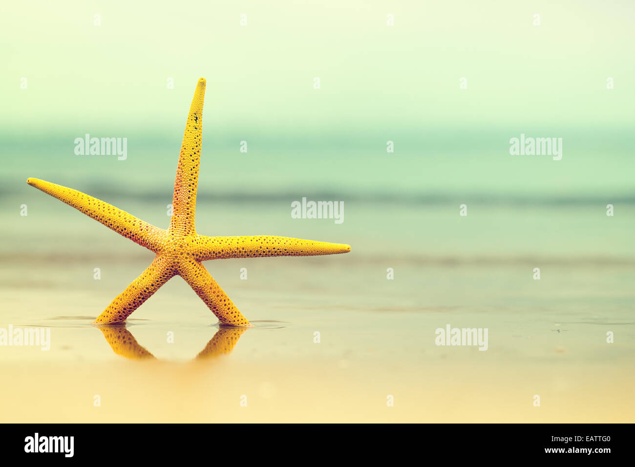 Starfish in water hi-res stock photography and images - Alamy