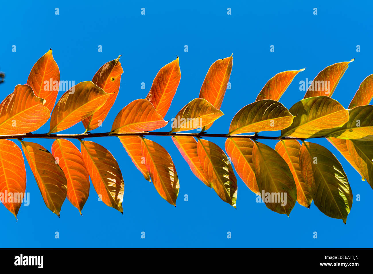 Close up deciduous leaves hi-res stock photography and images - Alamy